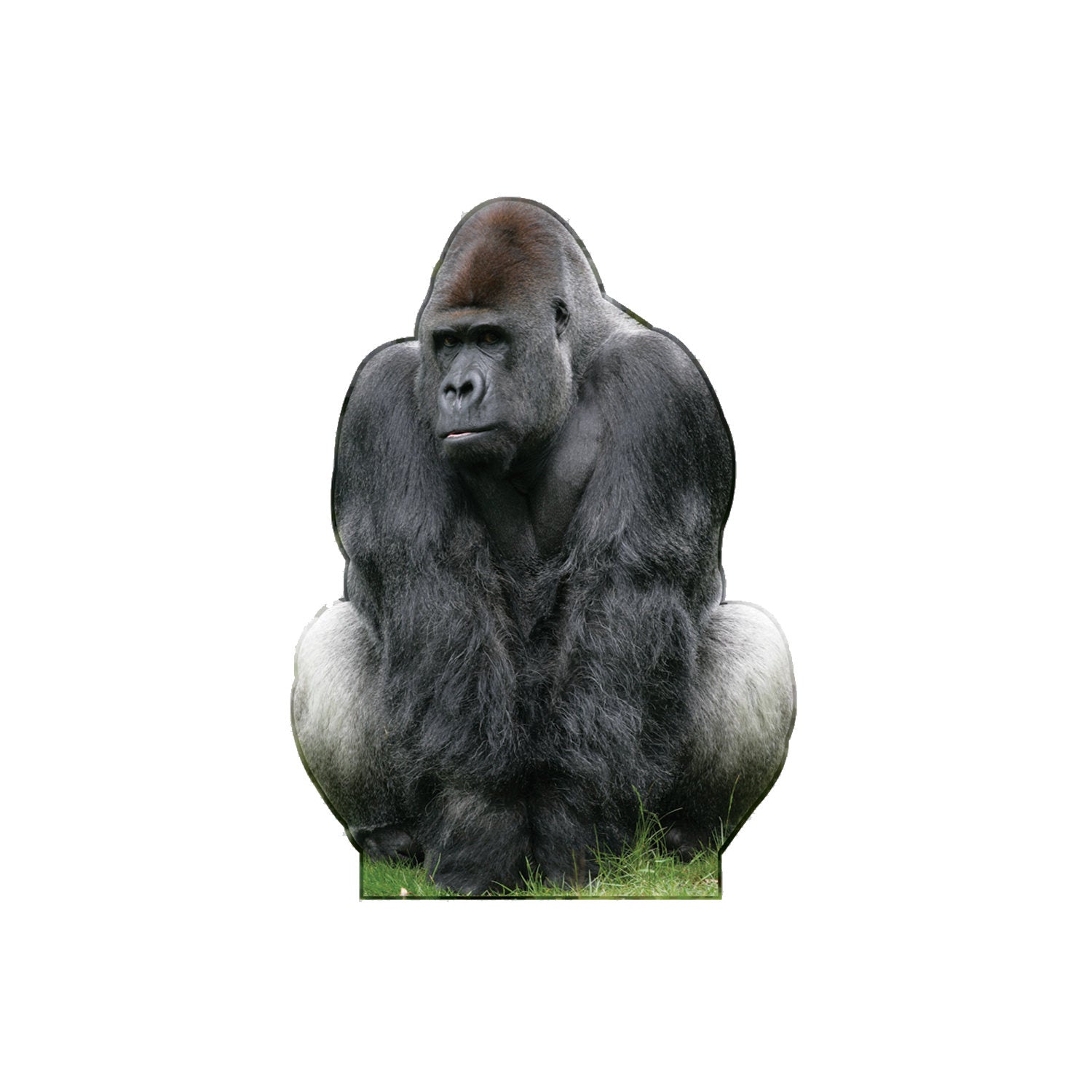 Gorilla Animal Cardboard standup – Aahs Enterprises