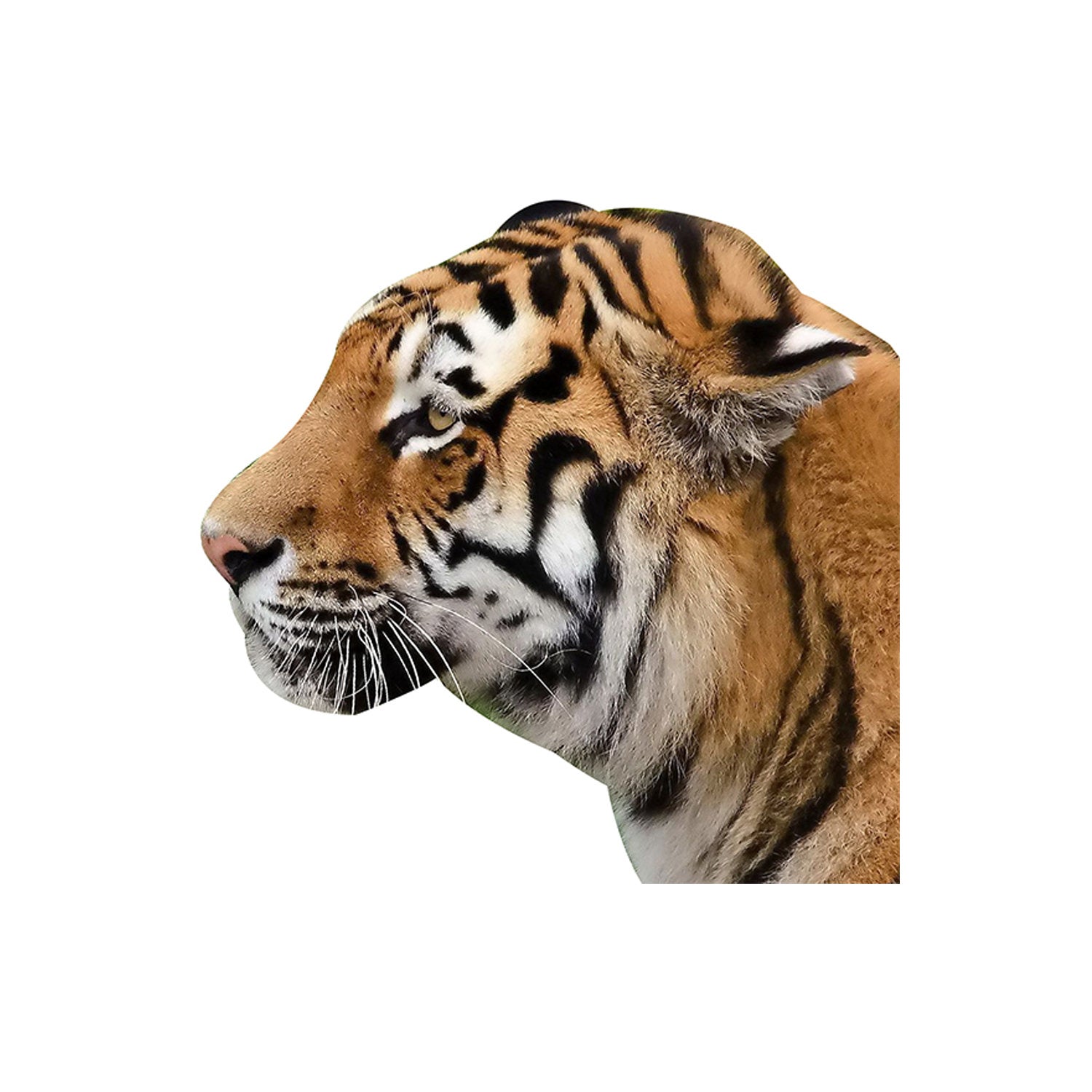 Tiger window decal – Aahs Enterprises
